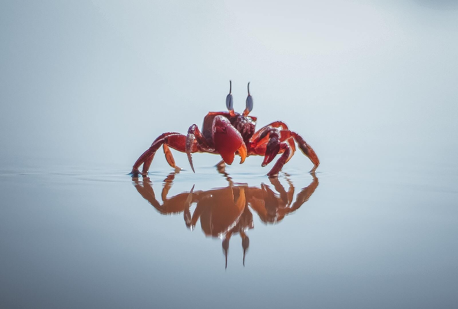 Kraba kradljivica deo velike misterije ljuskara - Centar za biblijsku ...
